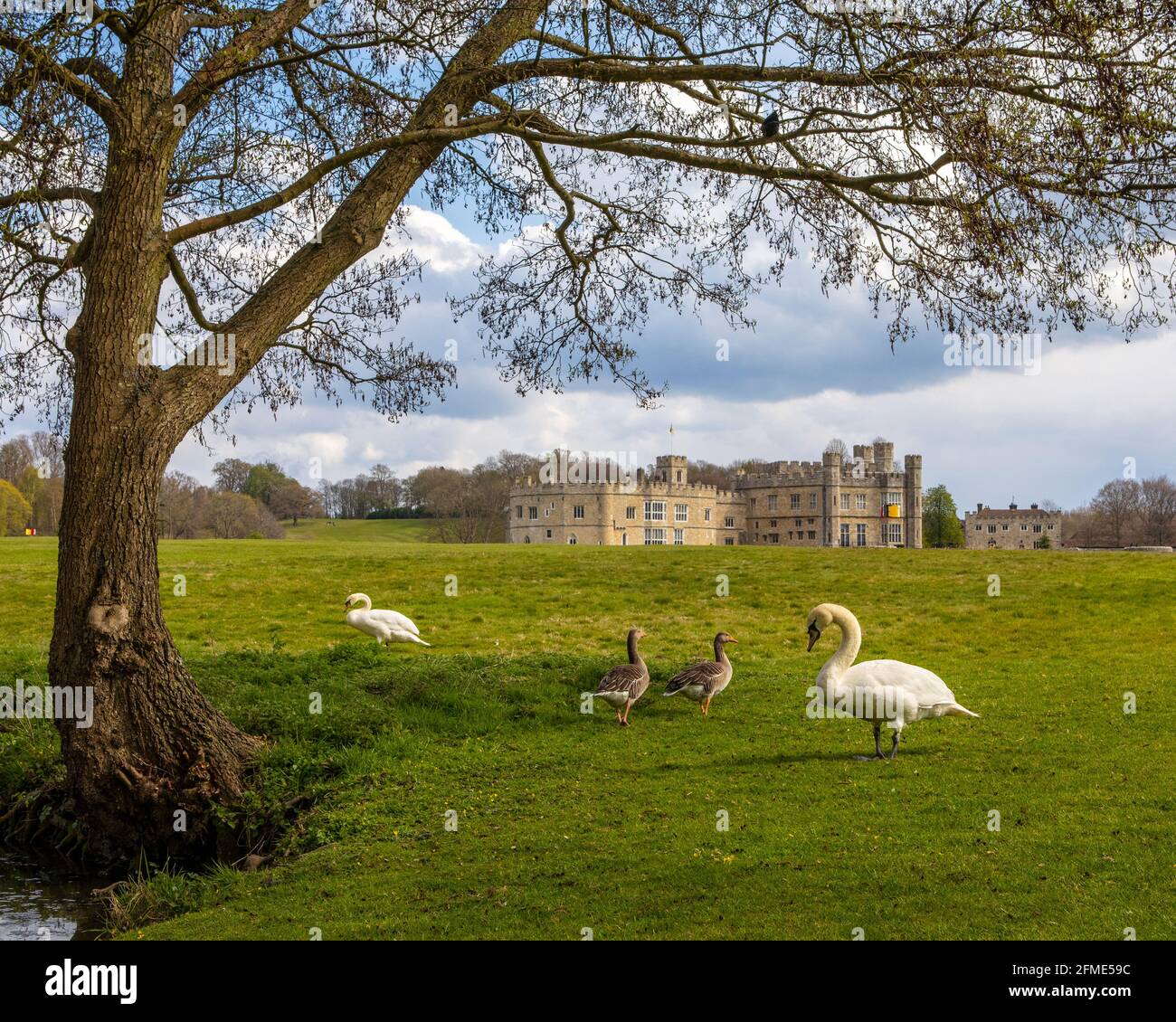 Goose at leeds castle hi-res stock photography and images - Alamy