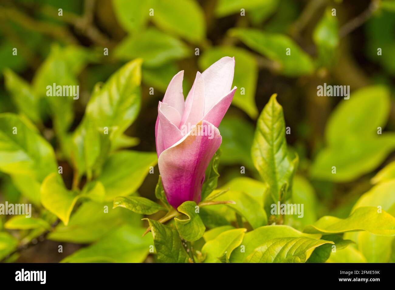 Lily magnolia hi-res stock photography and images - Alamy
