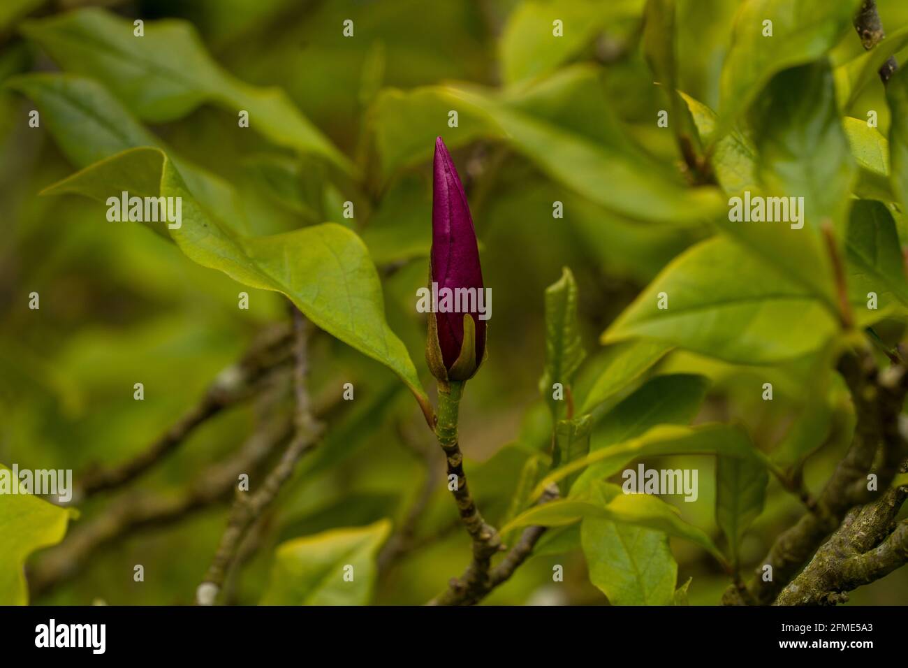 Lily magnolia hi-res stock photography and images - Alamy