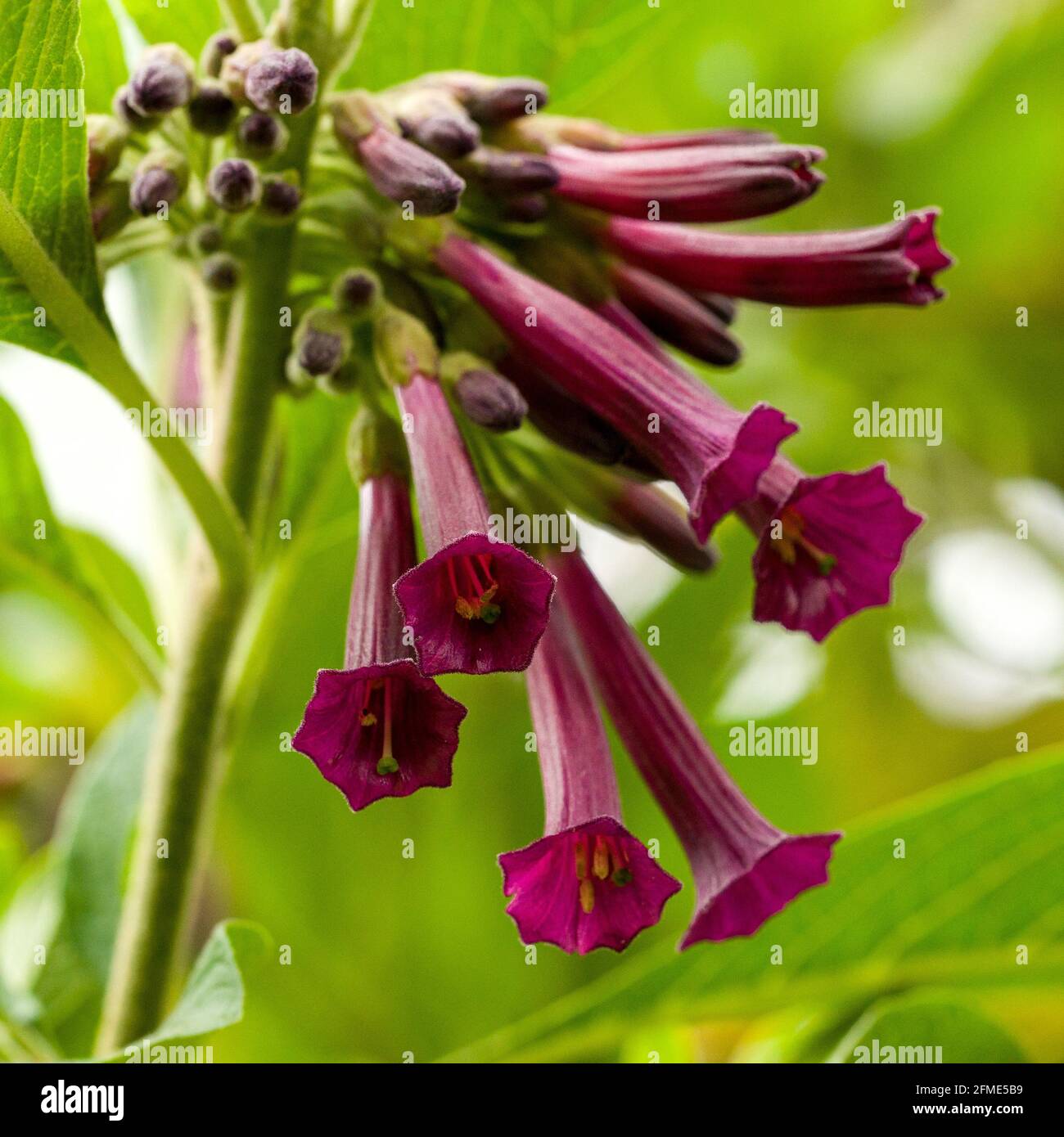 Marmalade sky hi-res stock photography and images - Alamy