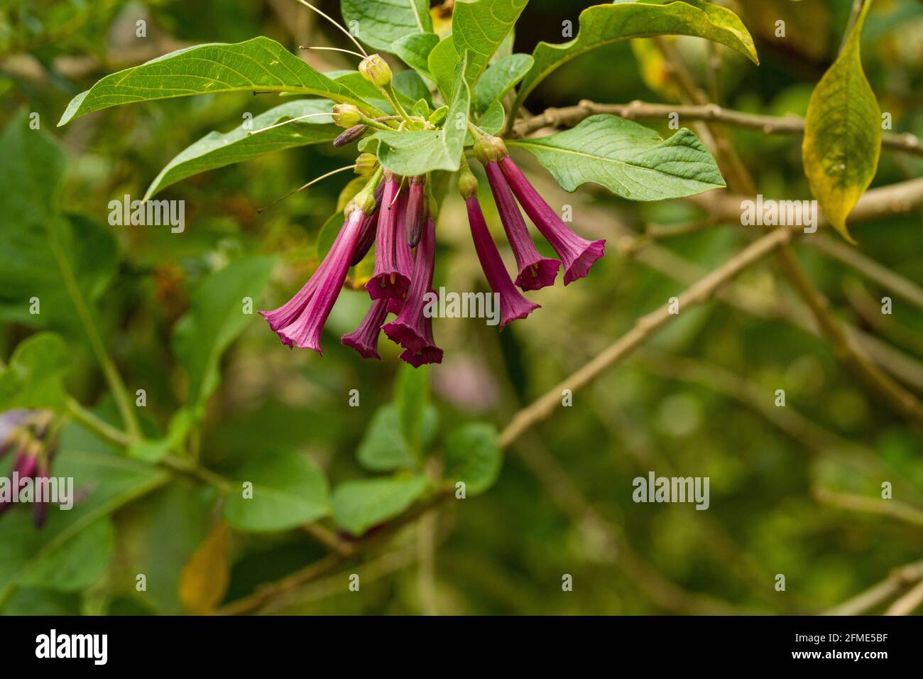 Marmalade sky hi-res stock photography and images - Alamy