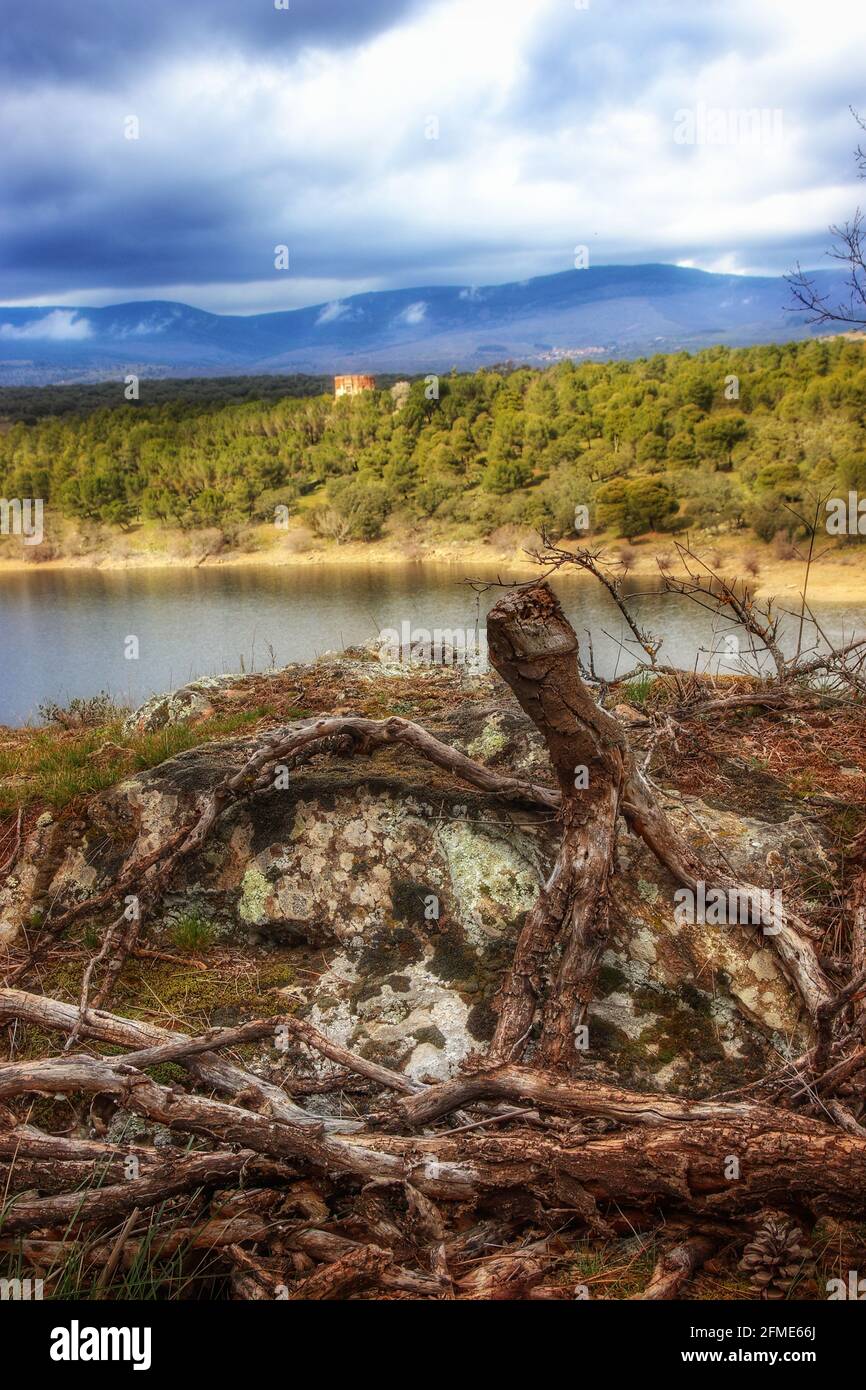Old dry tree branches and roots on the river bank with trees and ...