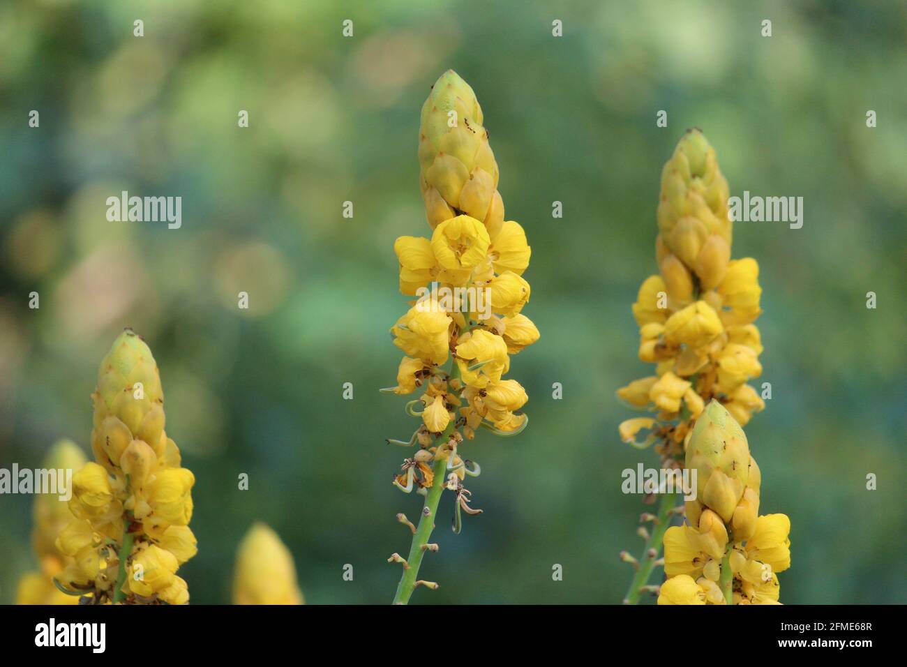 beautiful yellow wild flowers in nature Stock Photo - Alamy