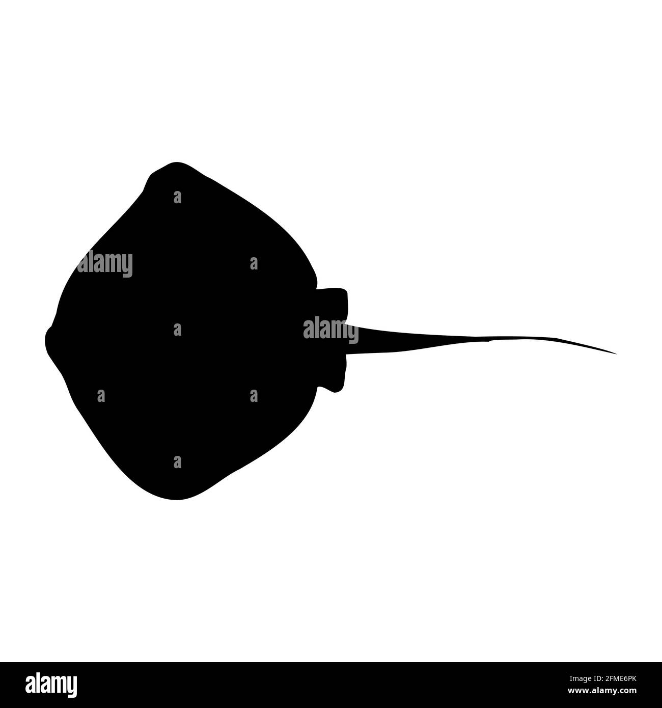 Stingray swimming underwater sting Black and White Stock Photos ...