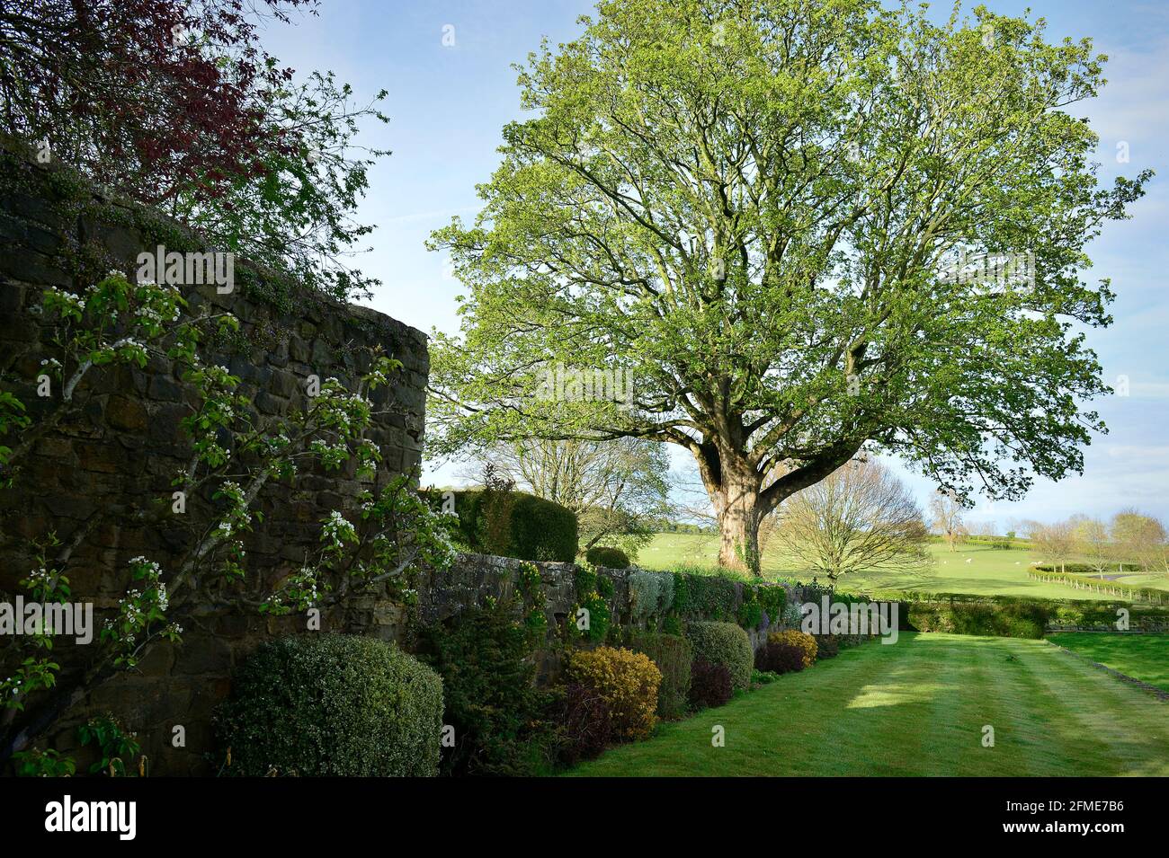 English sycamore tree hi-res stock photography and images - Alamy