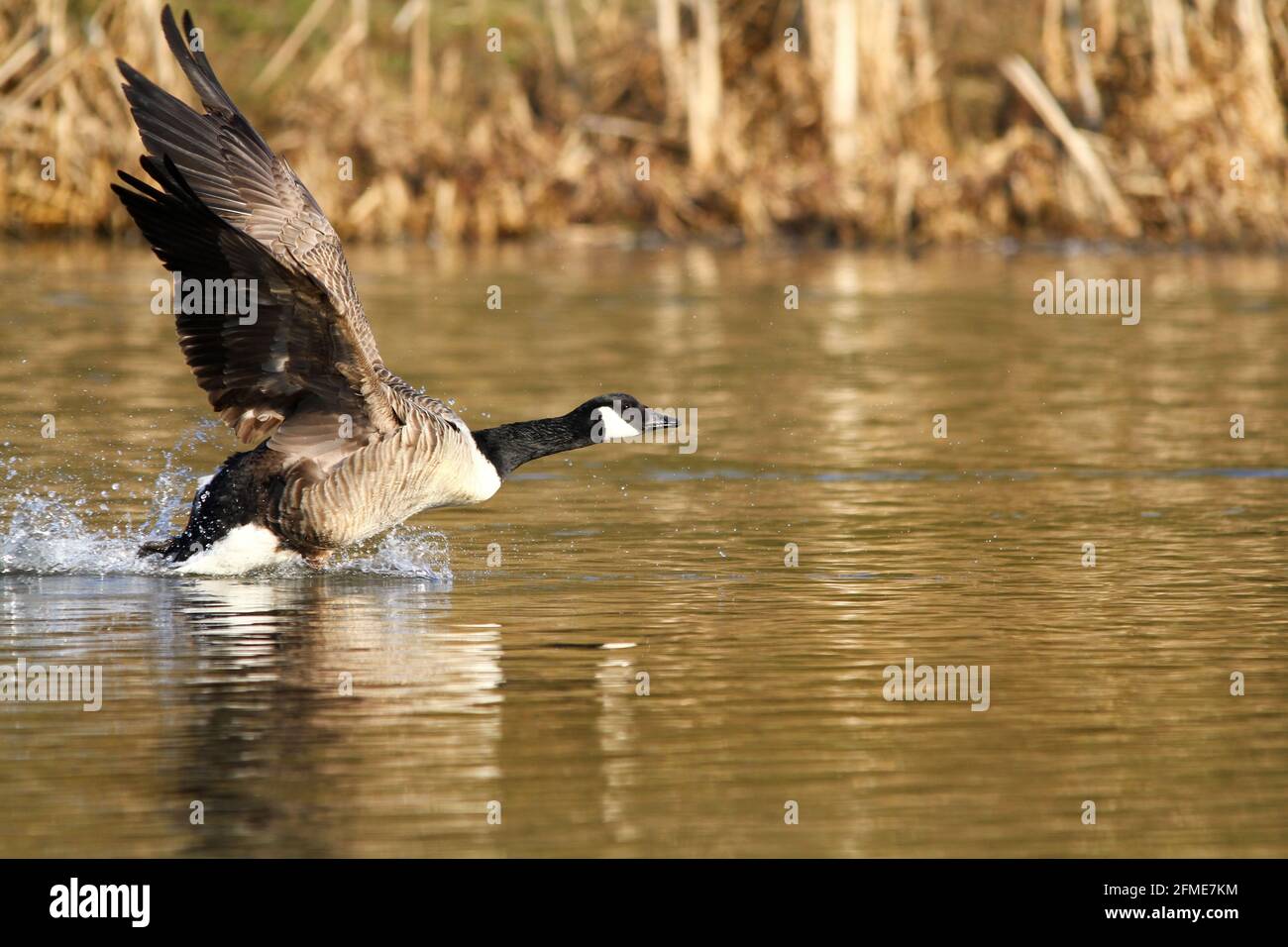 Canada goose take off hi-res stock photography and images - Alamy