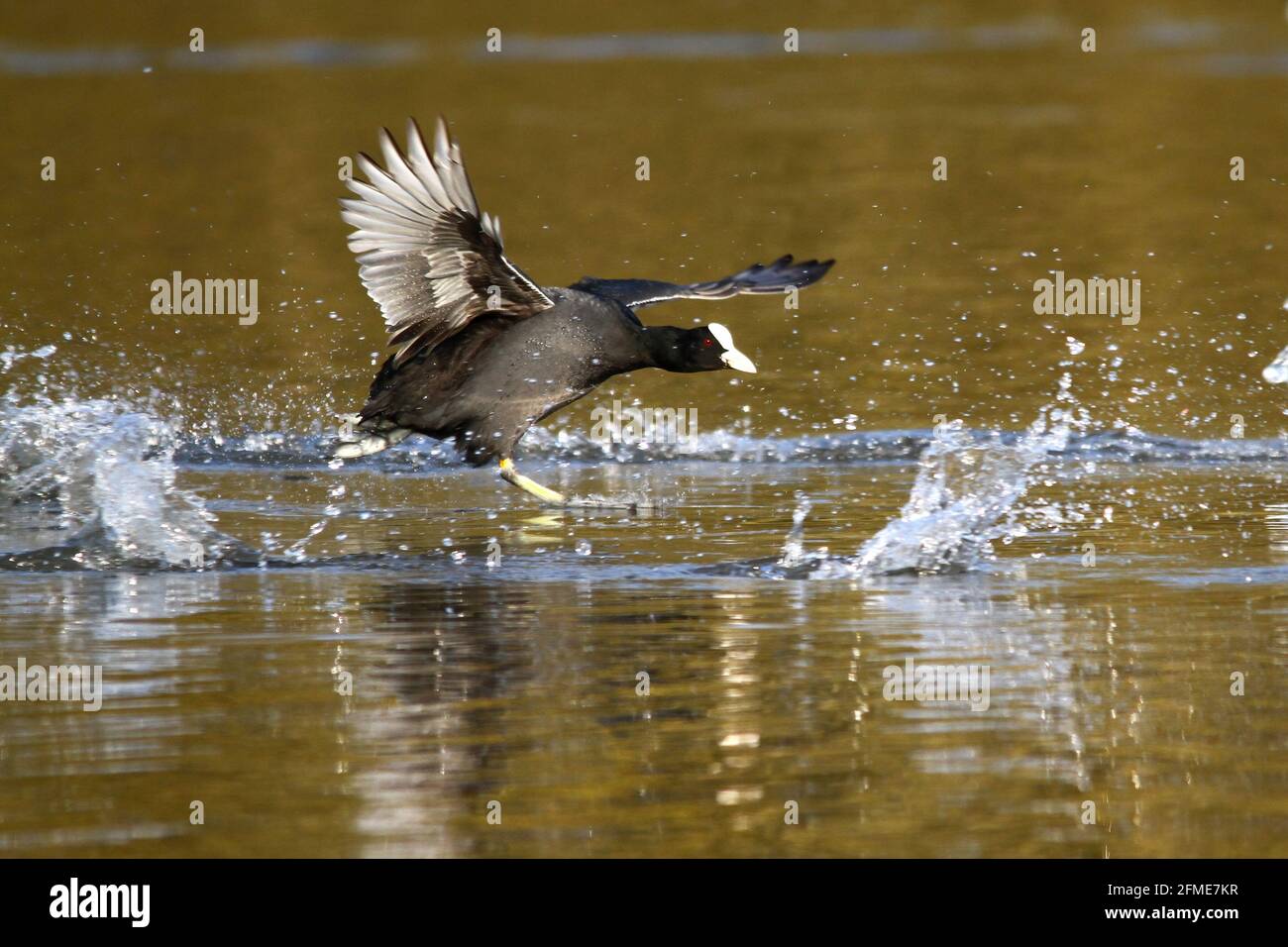 Run across water hi-res stock photography and images - Alamy
