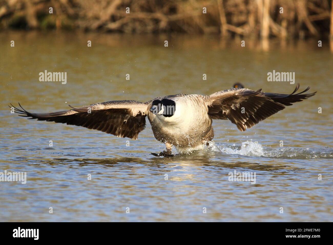 Canada geese taking off hi-res stock photography and images - Alamy