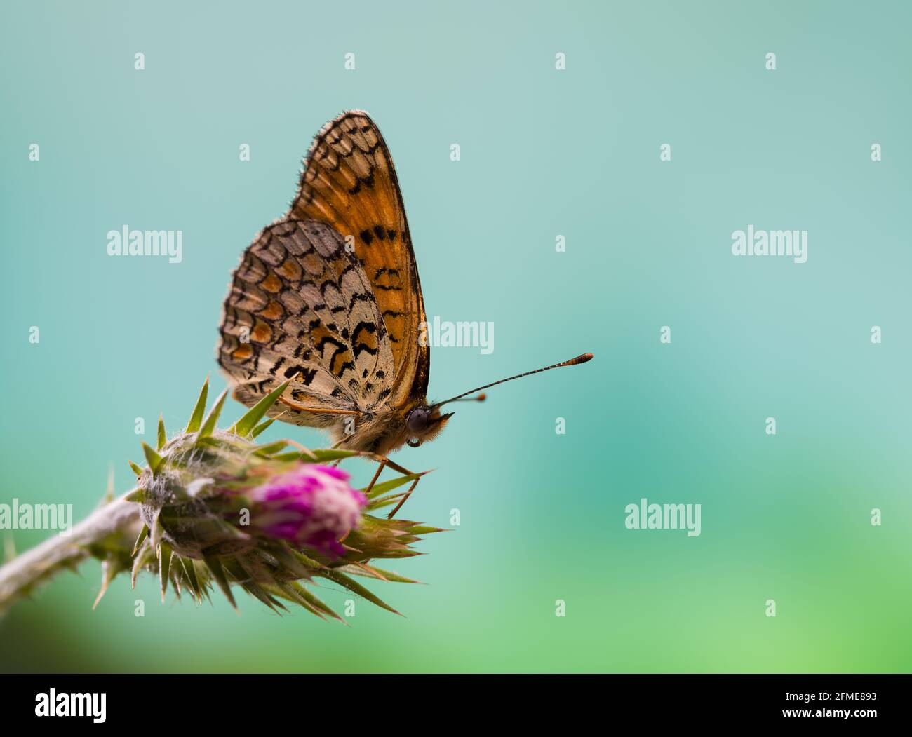Cute butterfly on spring flowers Stock Photo - Alamy