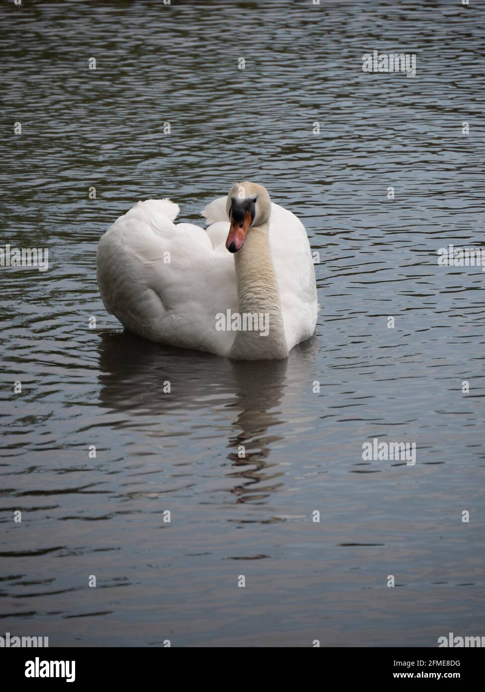 Swan paddling hi-res stock photography and images - Alamy