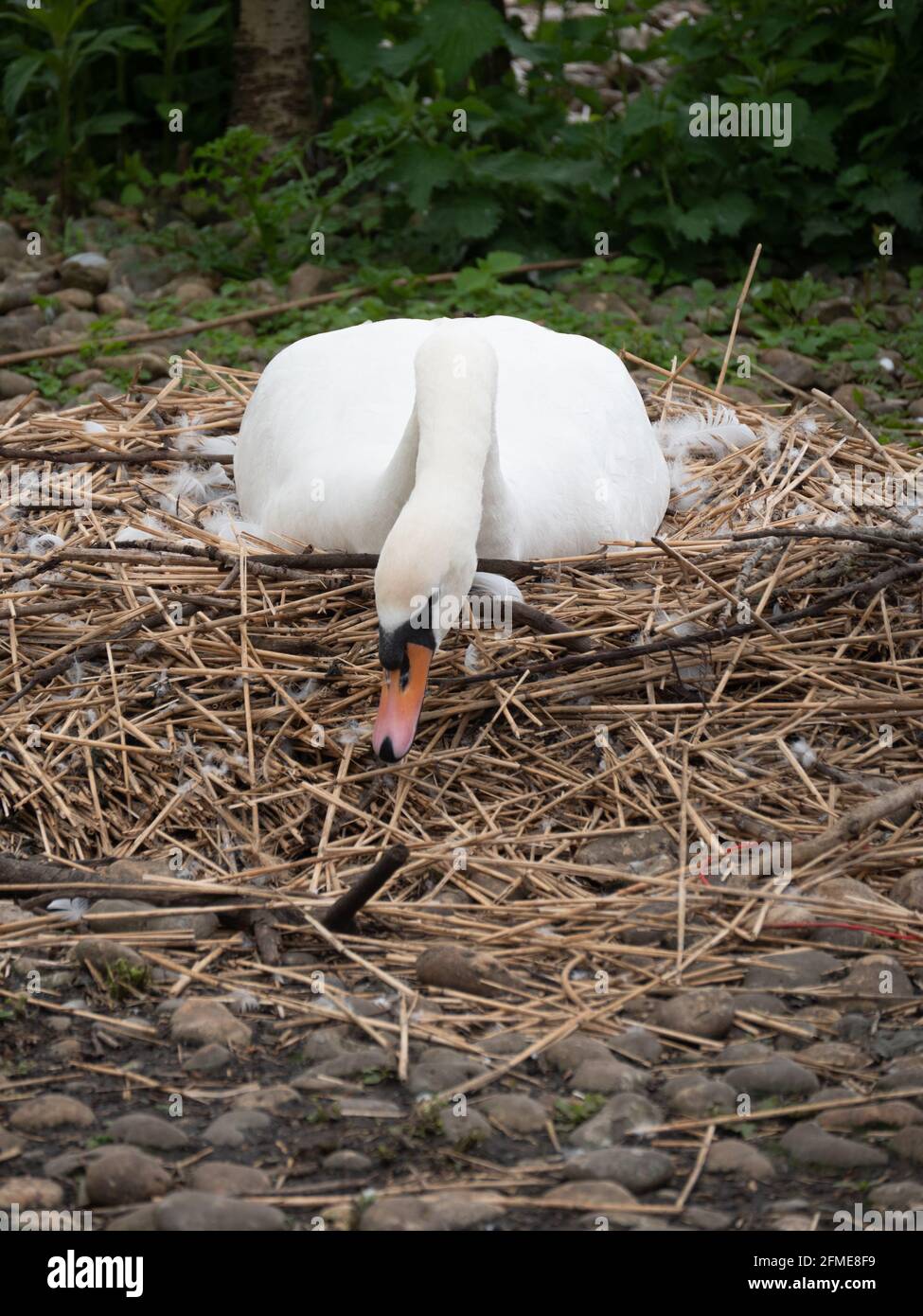 Swan on a nest Stock Photo - Alamy