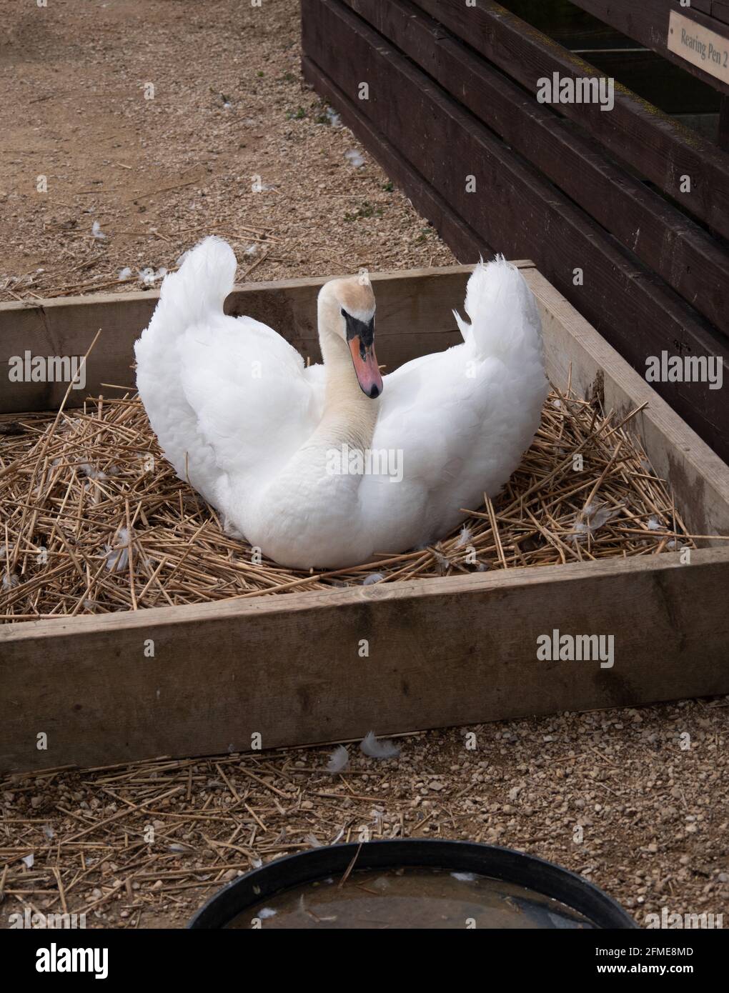 Female Swan on a Nest Stock Photo - Alamy