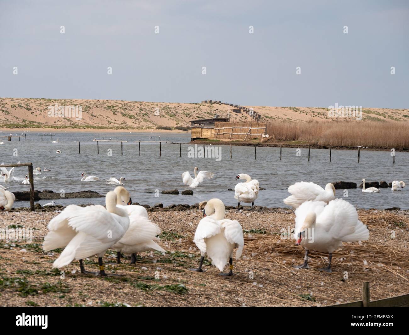 Gaggle of swans hi-res stock photography and images - Alamy