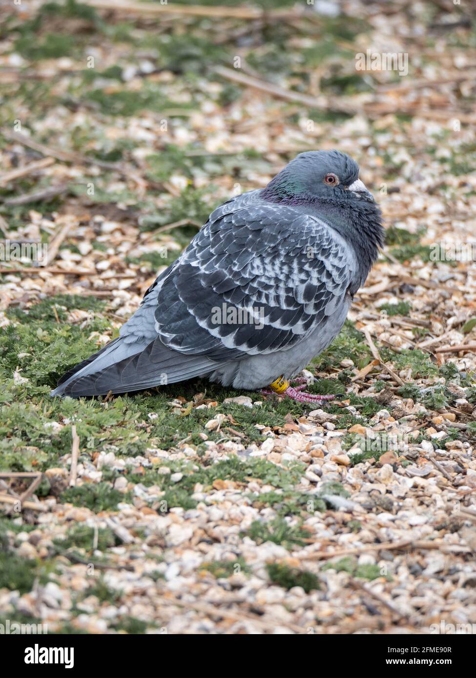 Pigeon fluffed up hi-res stock photography and images - Alamy
