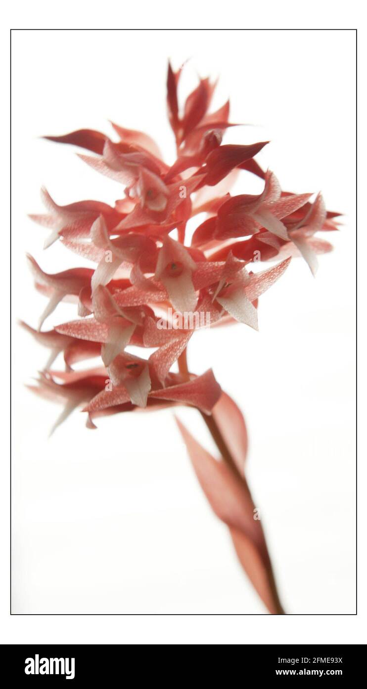 Orchid aphrodisiac effect for Valentine's at Kew Gardens. A quarter of ...