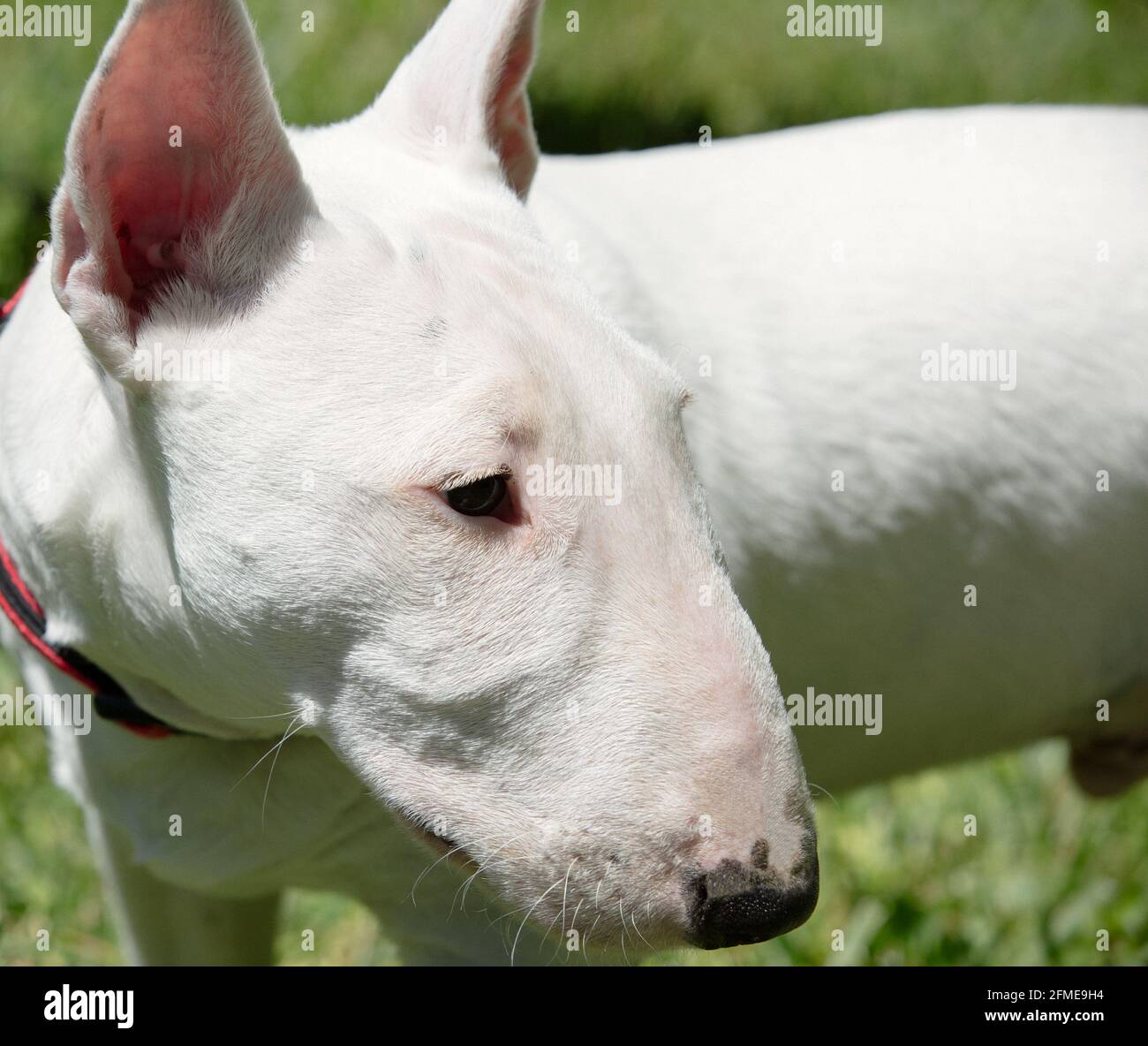 Mini bull terrier hi-res stock photography and images - Alamy