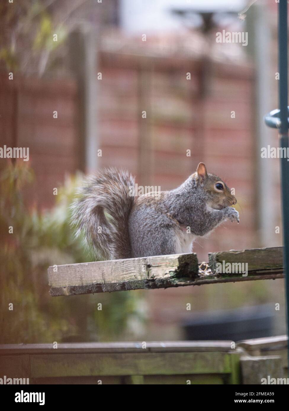 Squirrel on bird table hi-res stock photography and images - Alamy