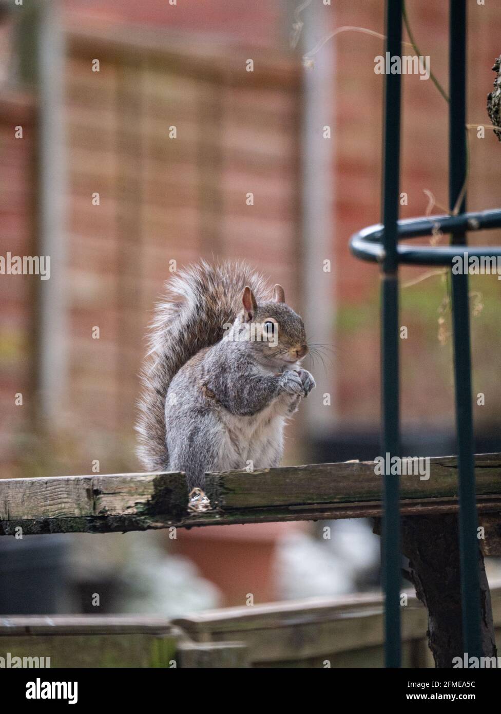 Squirrel on bird table Stock Photo - Alamy