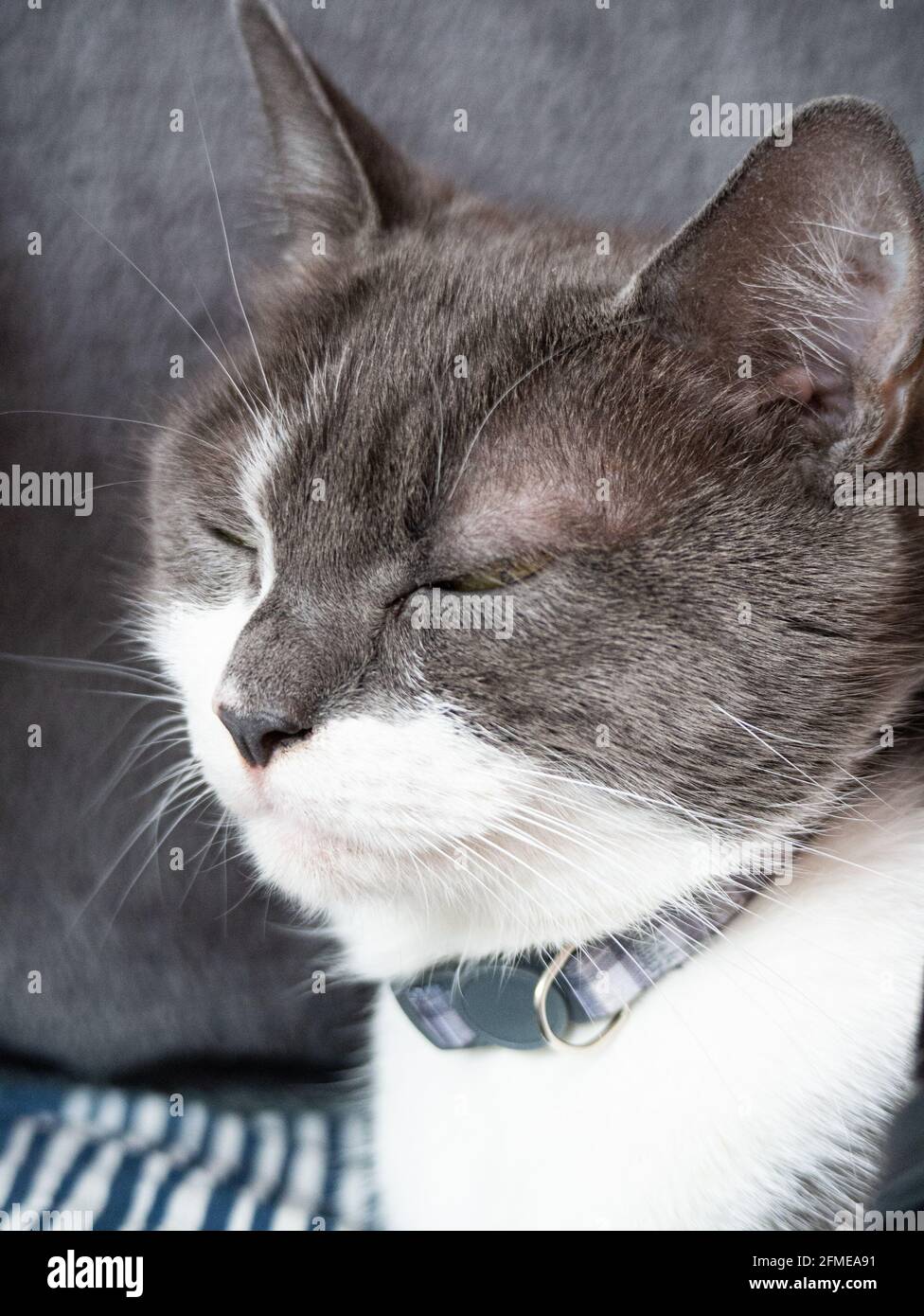 Smug looking hi-res stock photography and images - Alamy