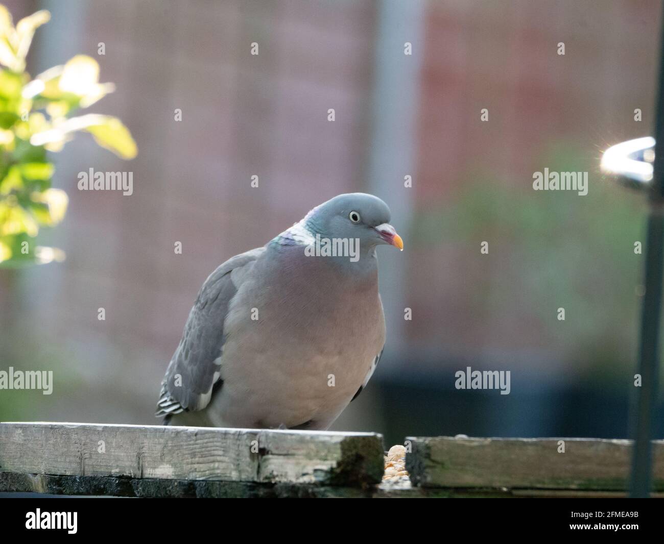Pigeon on the bird table Stock Photo - Alamy