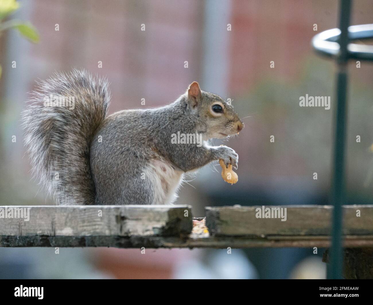 Squirrel sitting on a table Stock Photo - Alamy