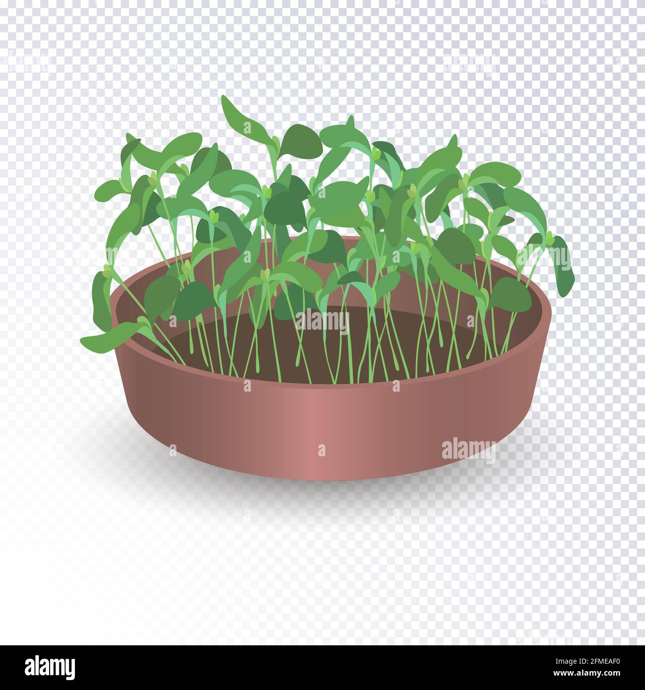 Growing fresh young shoots of plants from seeds in a pot with soil ...