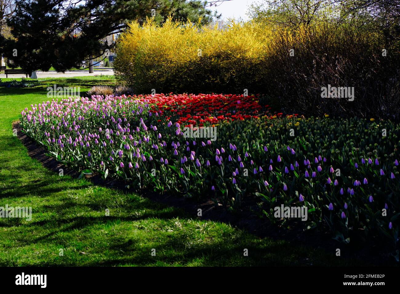 A variety of beautiful tulips basking in the late spring sunshine at ...