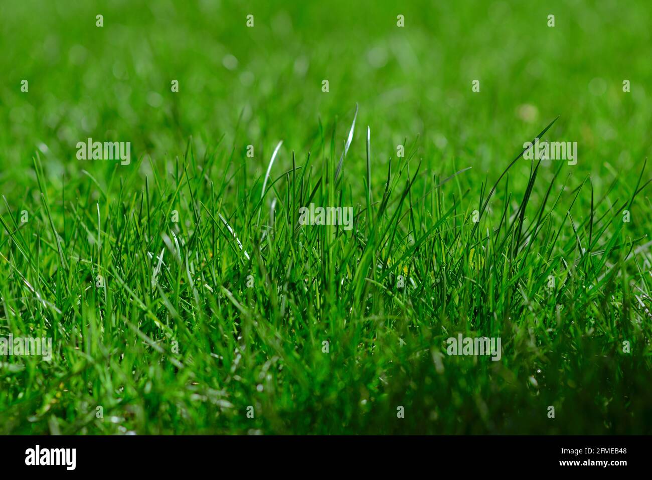 Unmown lawn hi-res stock photography and images - Alamy