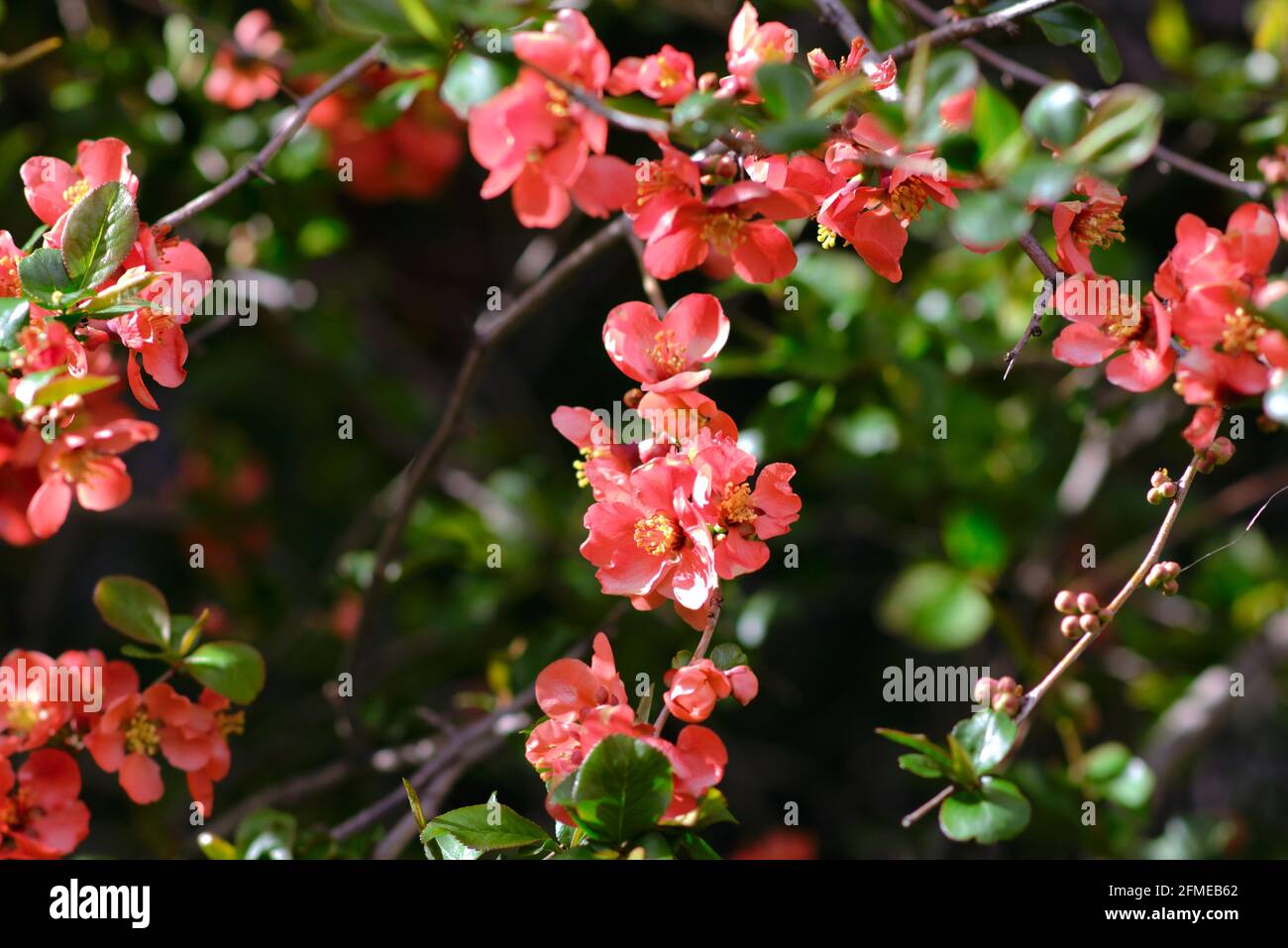 Fine example of a flowering quince (Chaenomeles speciosa) aka Japonica ...