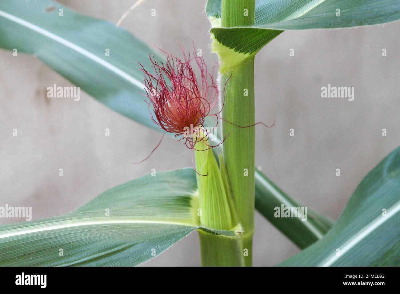 Baby corn hi-res stock photography and images - Alamy