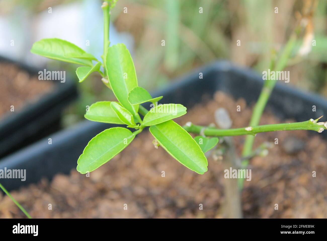 Small lemon tree hi-res stock photography and images - Alamy