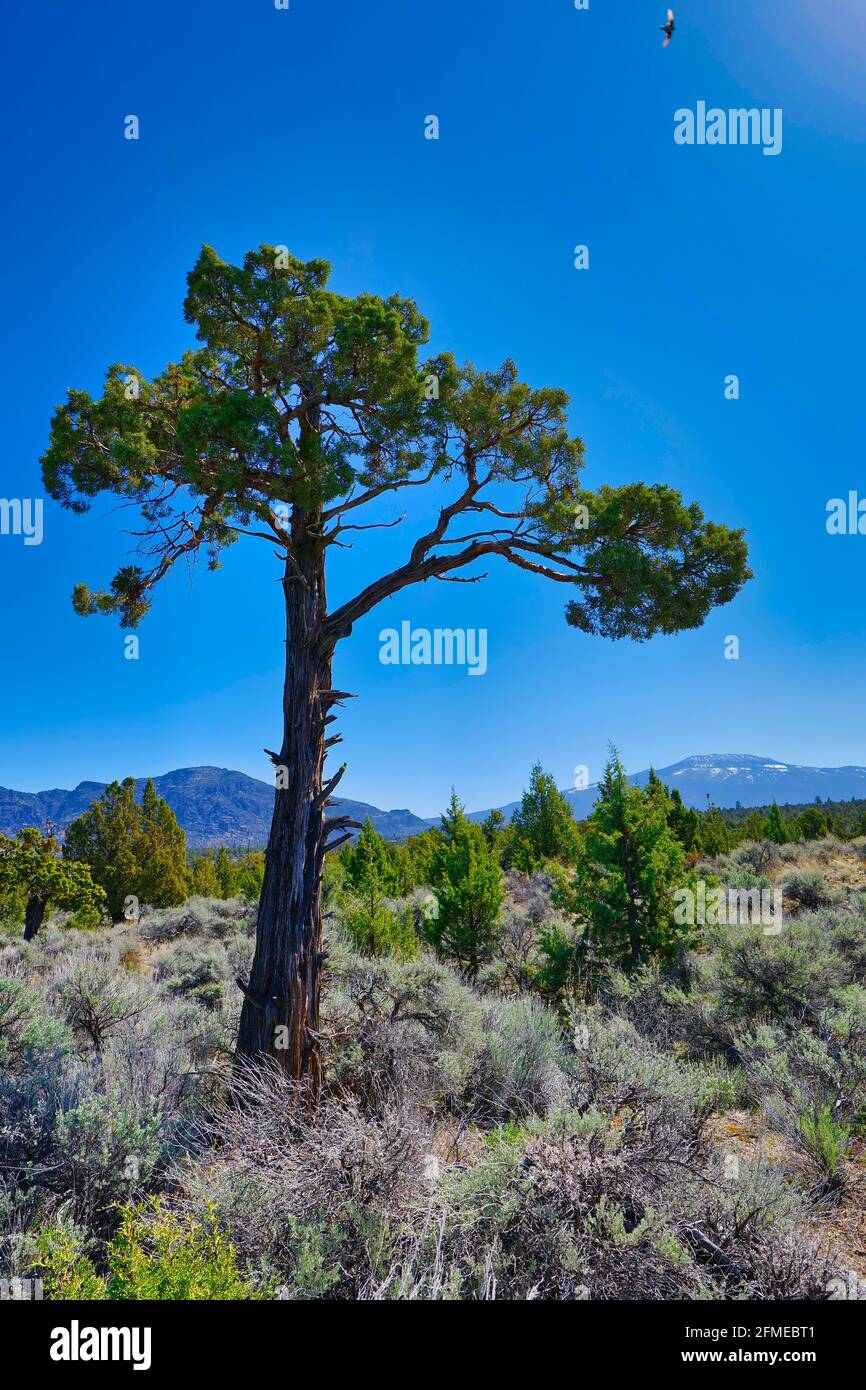 Steppe with tall dry grass hi-res stock photography and images - Alamy