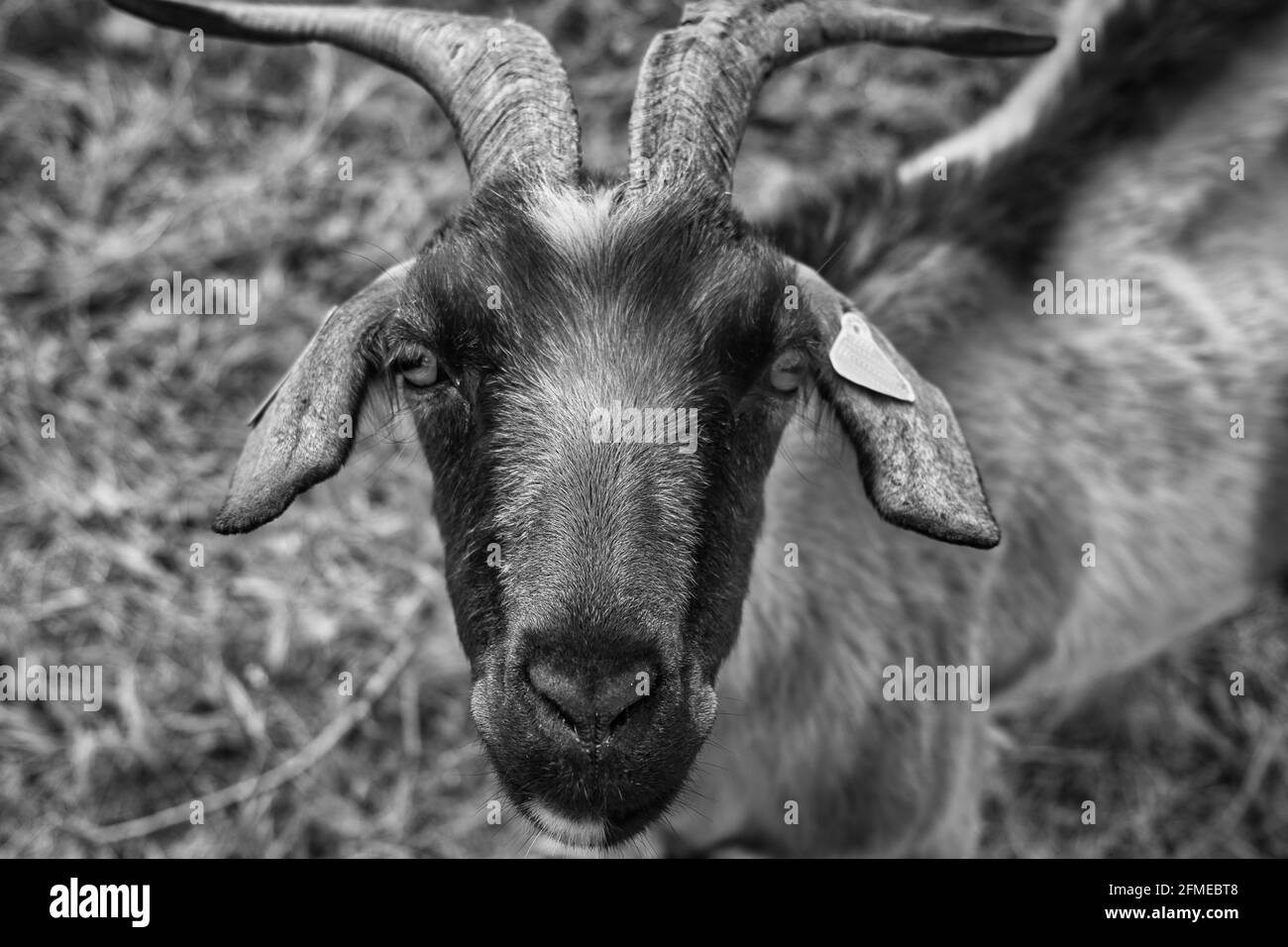 Grayscale shot of a goat in the field Stock Photo - Alamy
