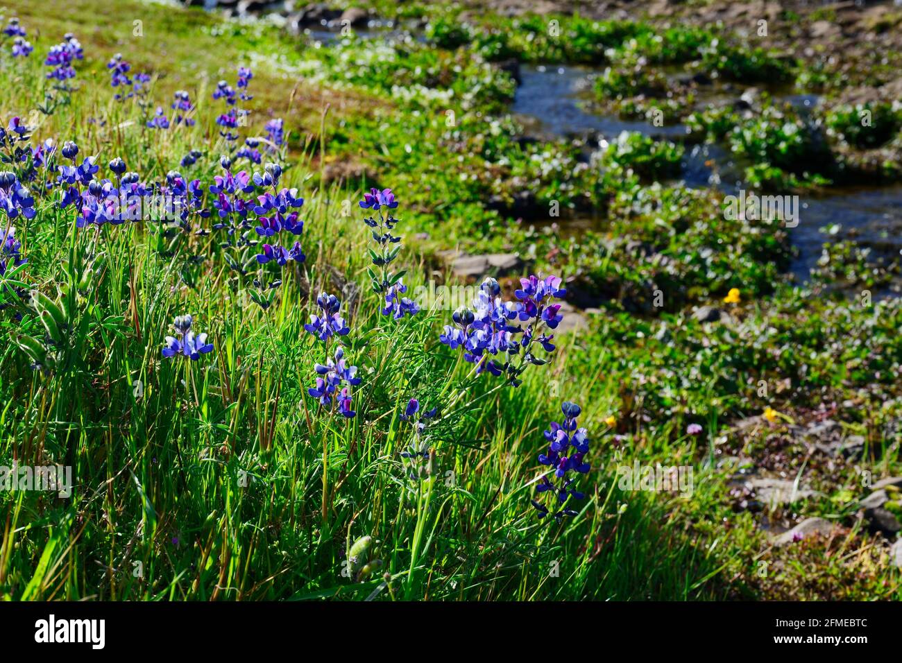 Sunlight stream on wild flowers hi-res stock photography and images - Alamy