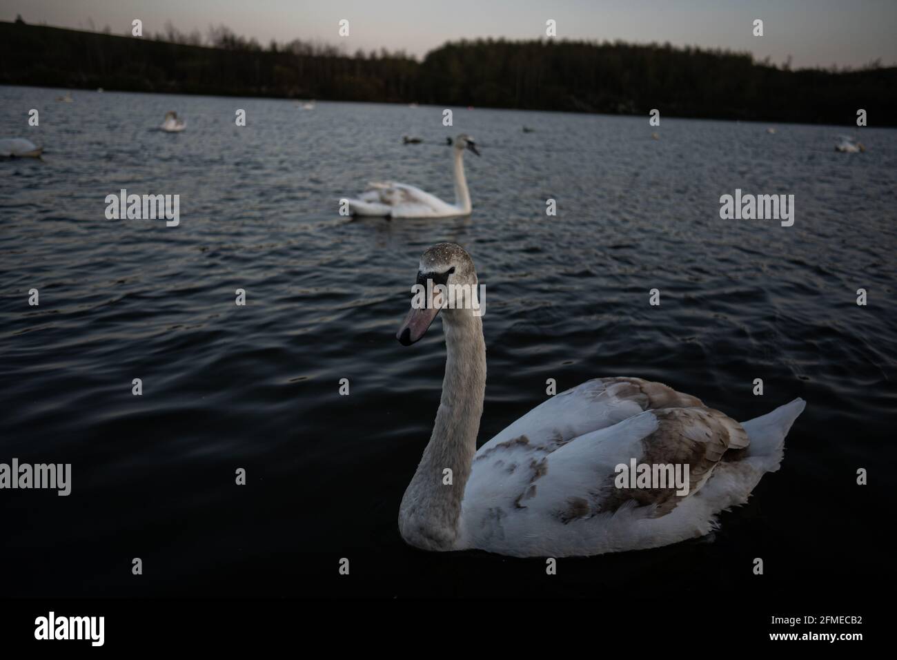 Beautiful photos taken of some Swans at Herrington Country Park in the ...