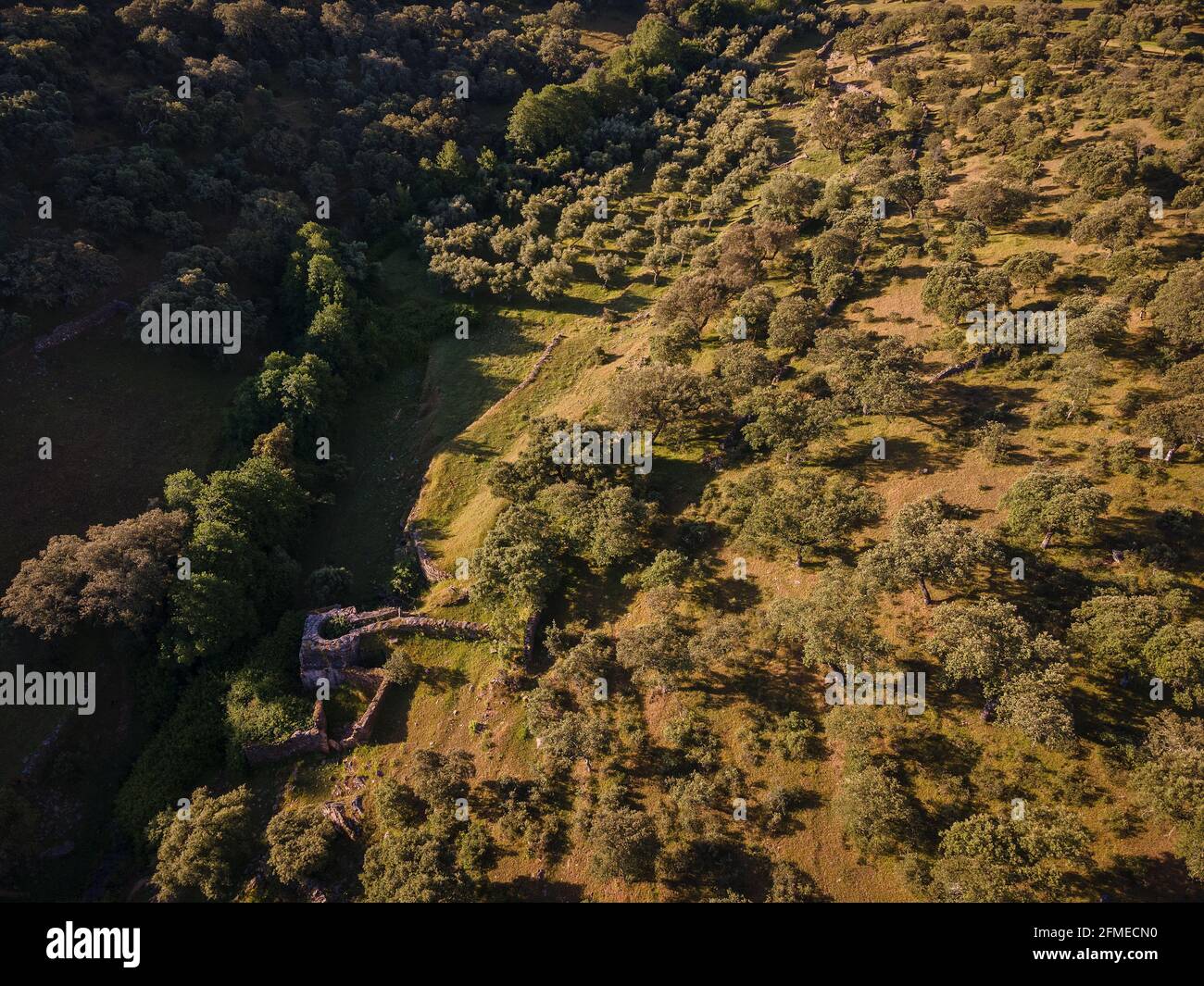 Encinar hi-res stock photography and images - Alamy