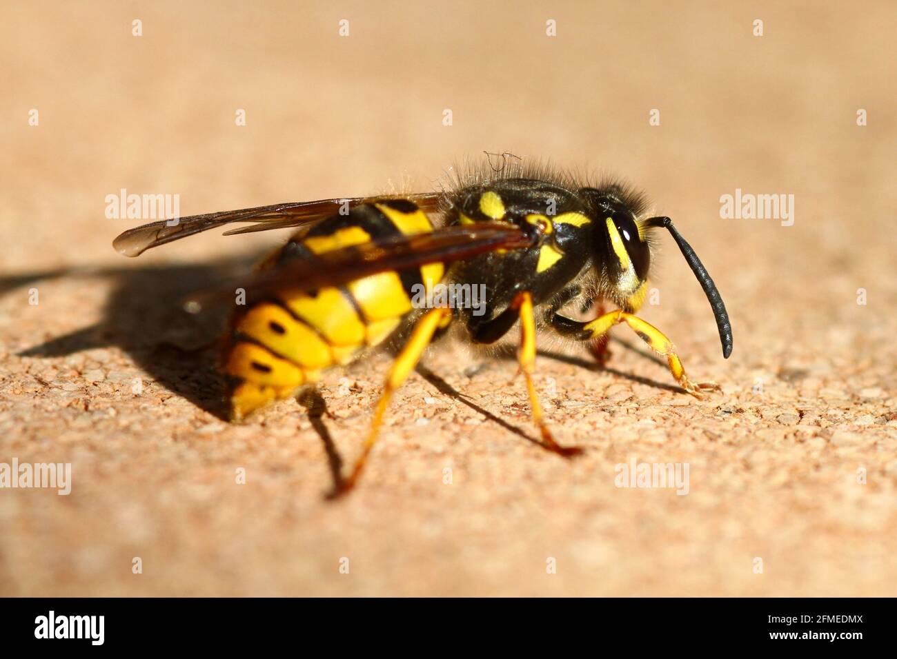 German Yellowjacket Wasp (V. Germanica Stock Photo - Alamy
