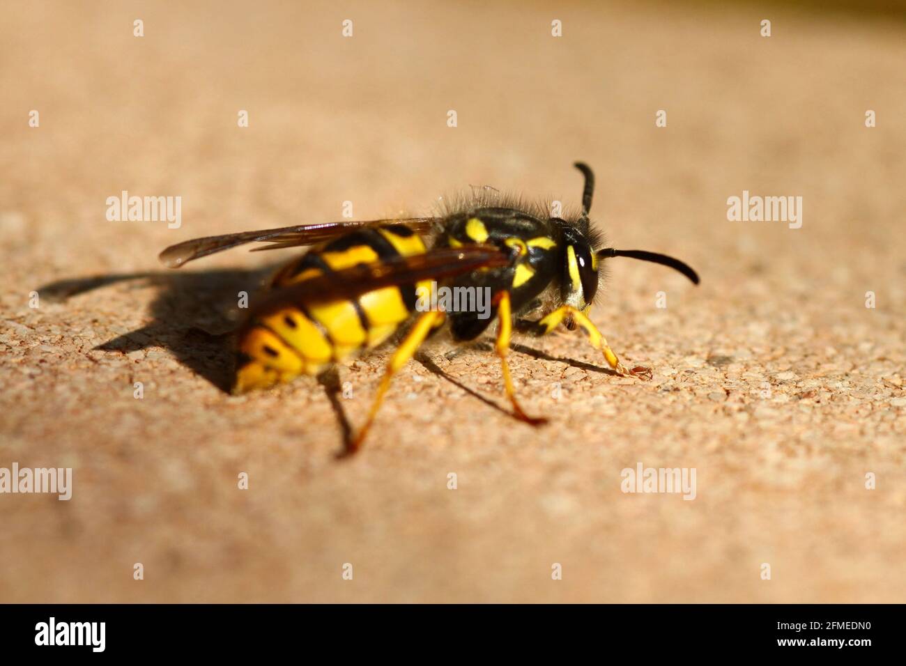 German Yellowjacket Wasp (V. Germanica Stock Photo - Alamy