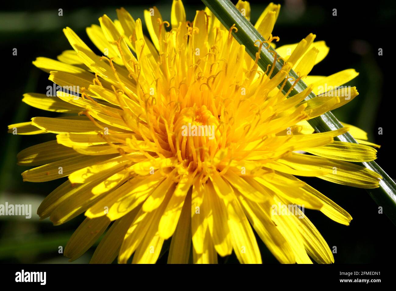 Dandy lion flower hi-res stock photography and images - Alamy