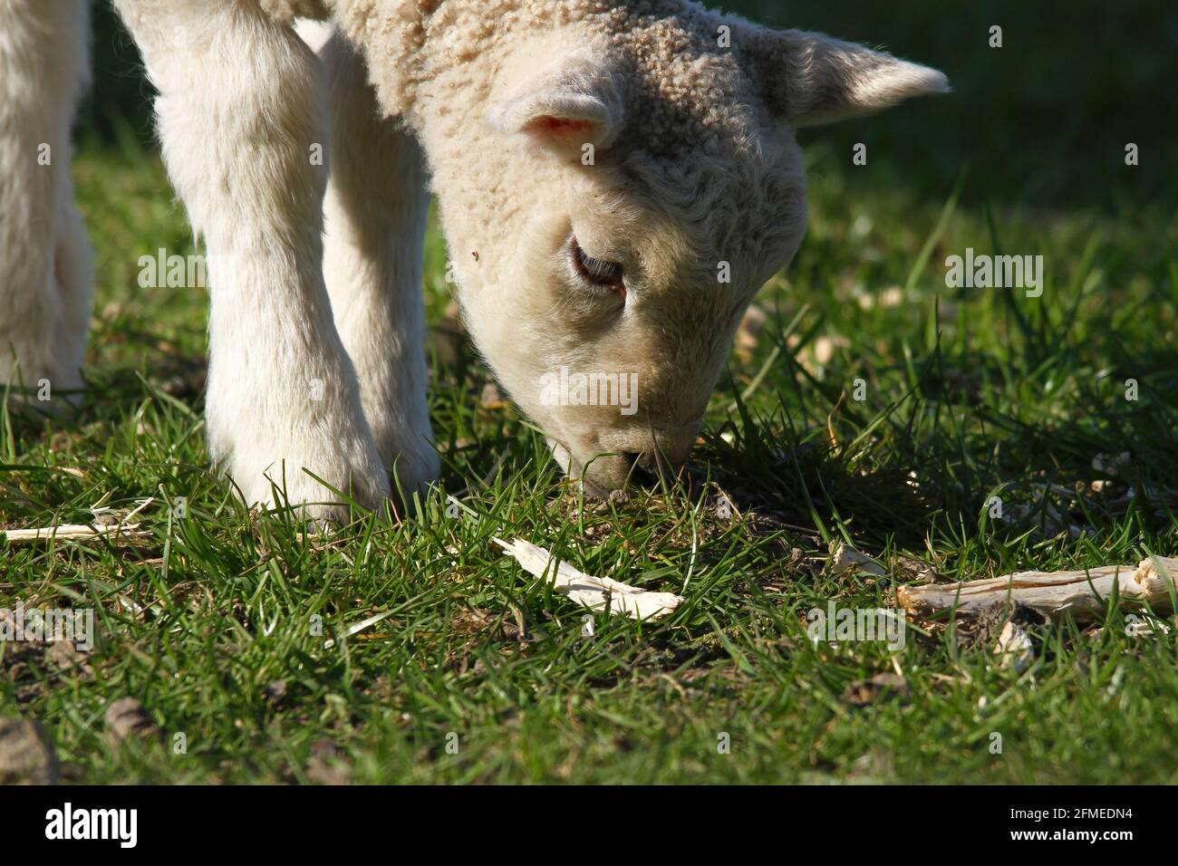 Lamb Playing in Grass Stock Photo - Alamy