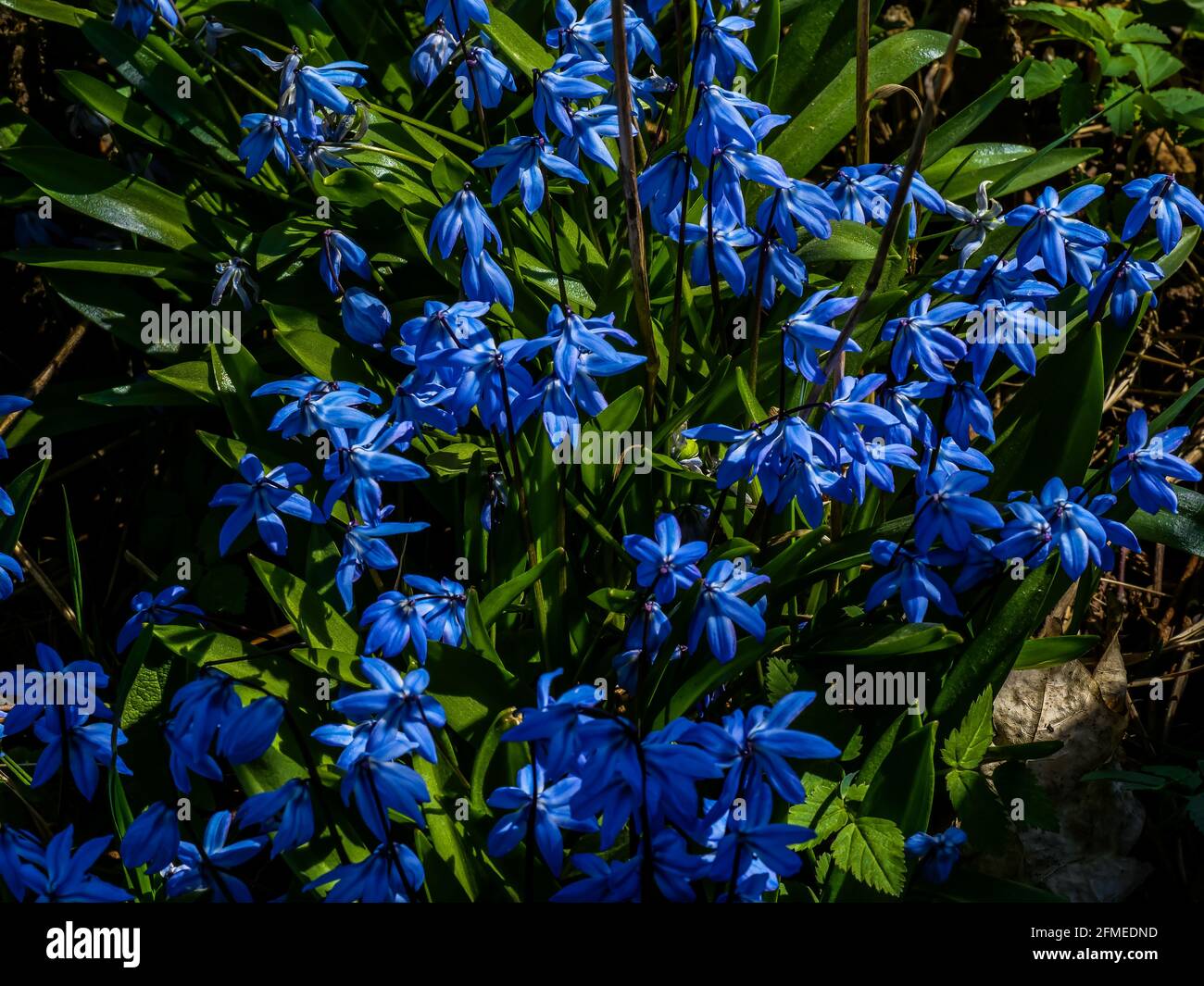 Bunch of fresh blue Siberian squill flowers in a field Stock Photo - Alamy