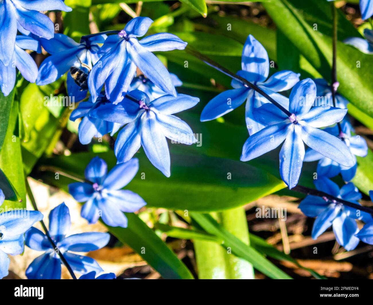 Top view of a bunch of beautiful blue Siberian squill flowers under the ...