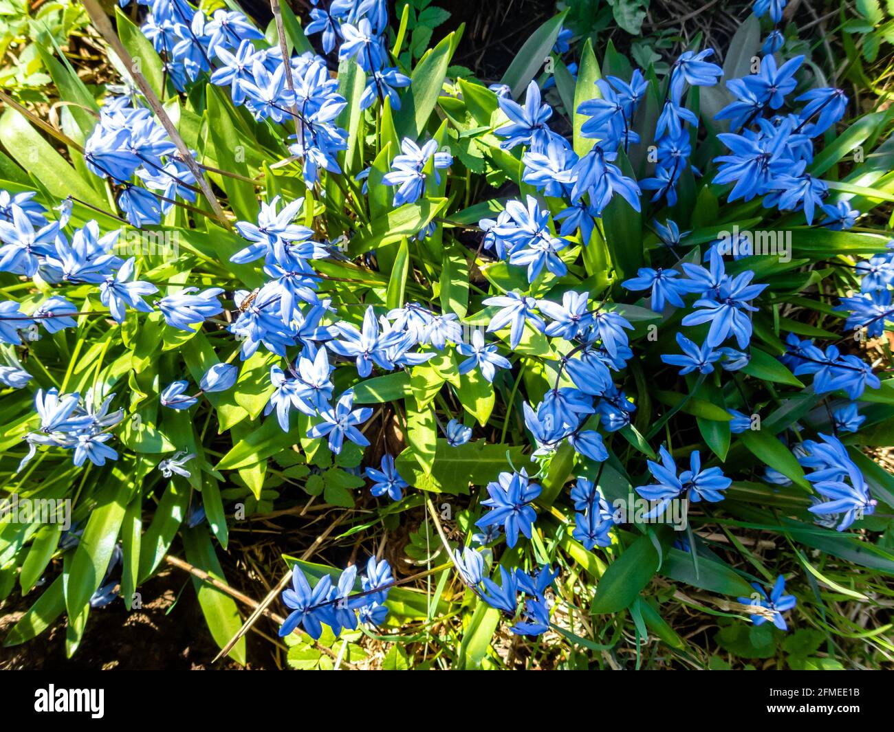 Top view of a bunch of beautiful blue Siberian squill flowers under the sunlight Stock Photo - Alamy
