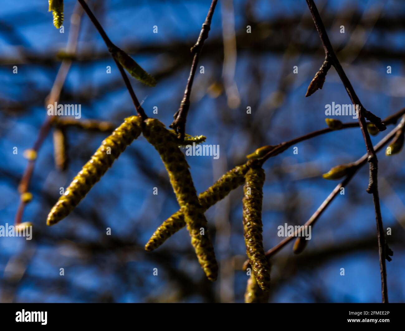 Selective focus shot of birch branches with long fluffy catkins in ...