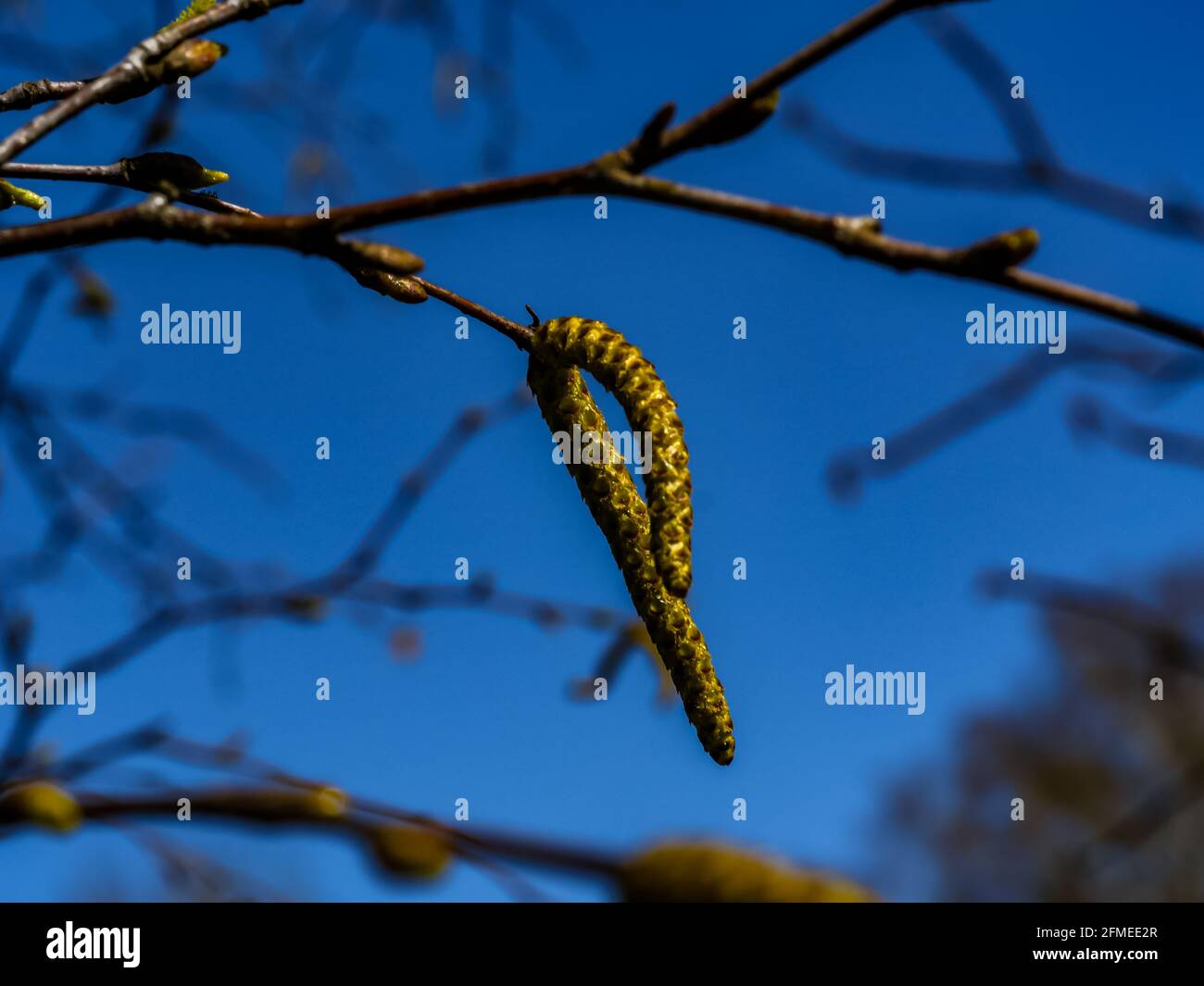 Selective focus shot of birch branches with long fluffy catkins in ...