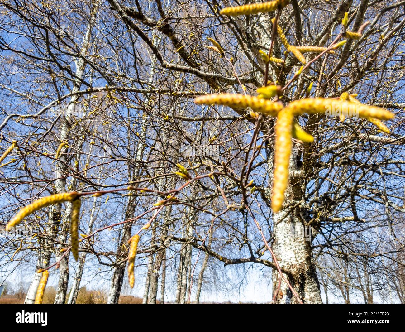 Selective focus shot of birch branches with long fluffy catkins in ...