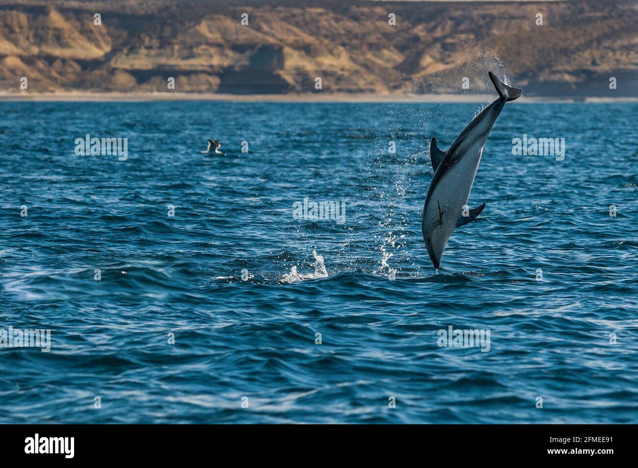 Lagenorhynchus abscurus.jumping dolphin.Unesco world heritage site ...