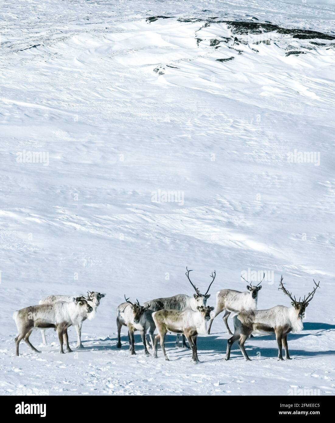 Furry reindeers hi-res stock photography and images - Alamy