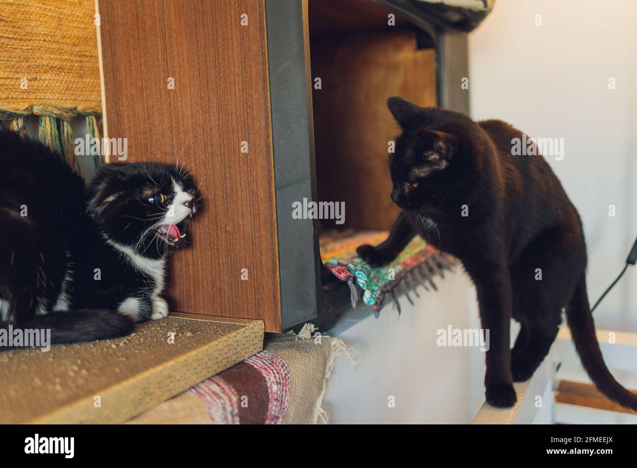 adorable young tabby cat fighting with cat Stock Photo - Alamy