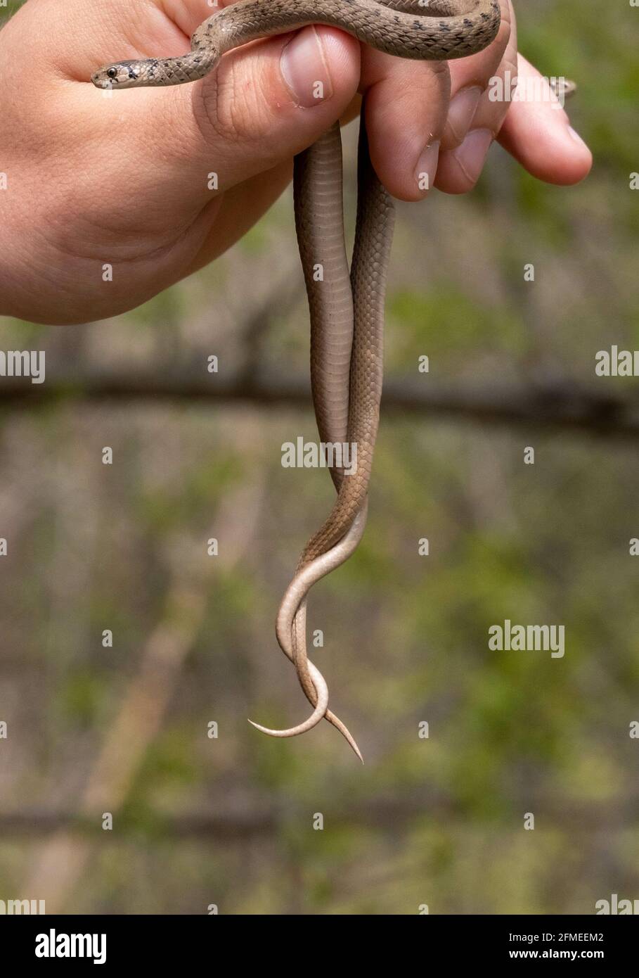 Vertical shot of a male hand holding brown tiny thin snake Stock Photo ...